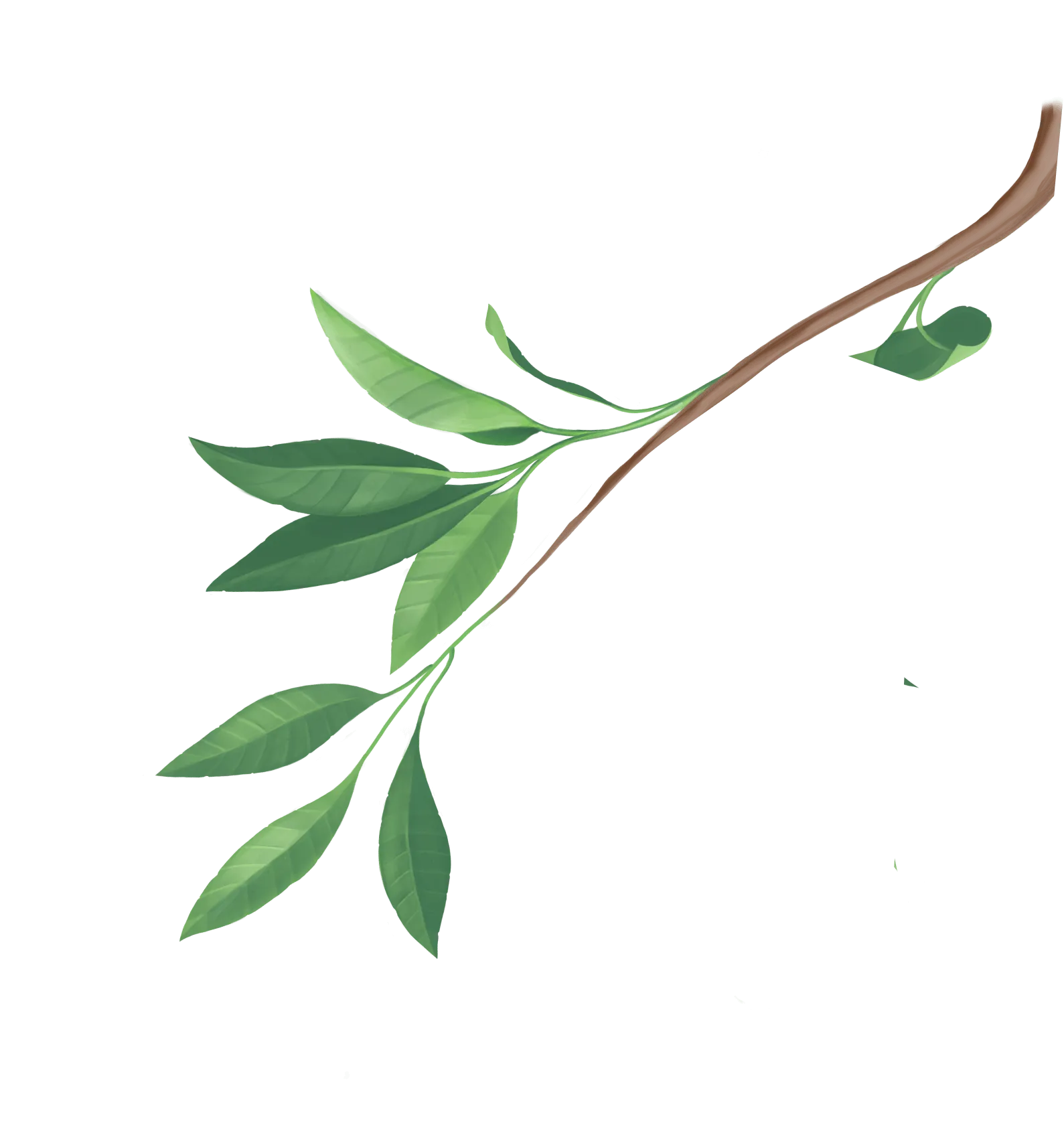 Online Proposal Builder - Bonsai